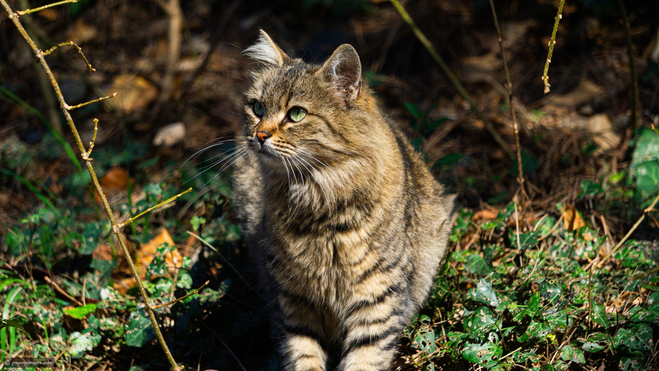 Rarest wild cats across the world with 8 extraordinary species