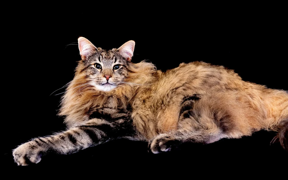 Why Norwegian forest cats steal hearts everywhere