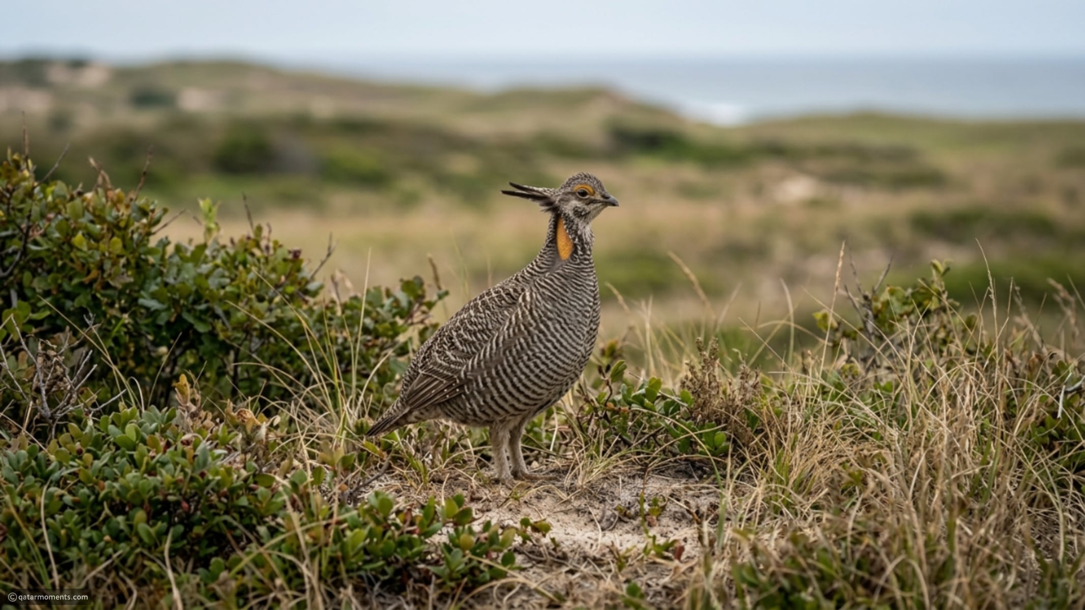 9 animals that became the last known members of their species