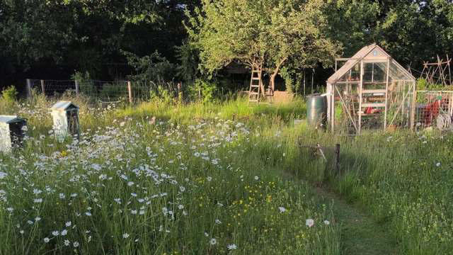 Homeowner's meadow garden costs next to nothing as frogs and toads keep ...