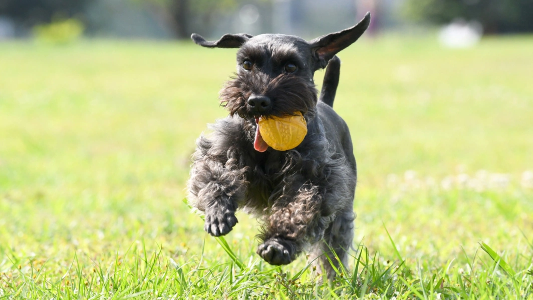 21 fun and enriching activities for happier dogs