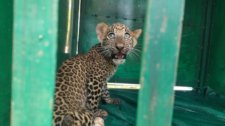 Madhya Pradesh: Tiger at Raisen Fort, missing leopardess in Barwani ...
