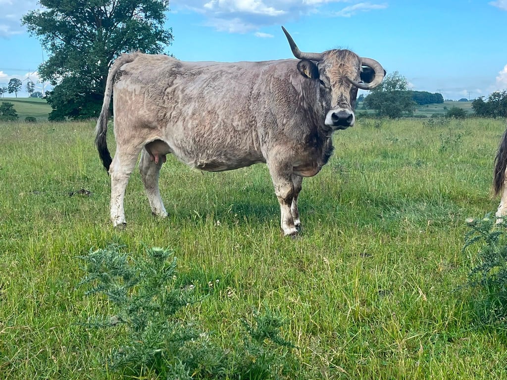 15 Kälber! Dieses Rind ist die beste Mutterkuh des Landes
