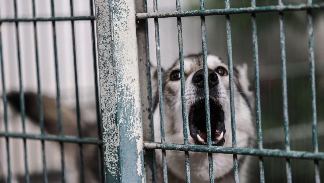 10 signs your dog may feel neglected