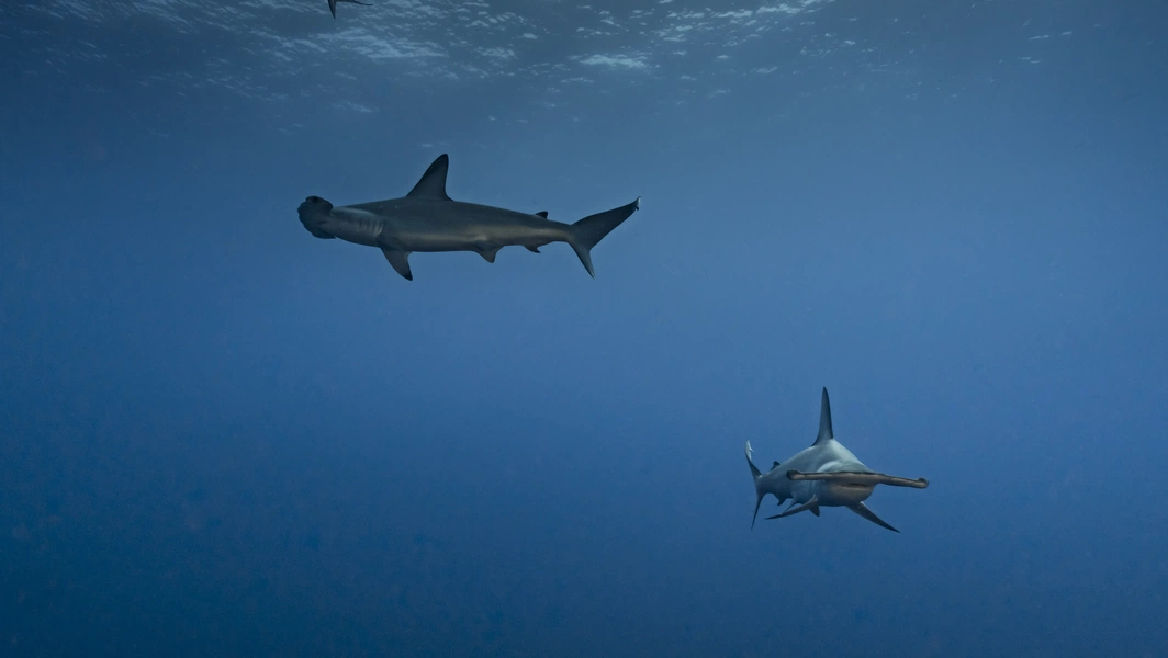 Fascinating insights into hammerhead sharks