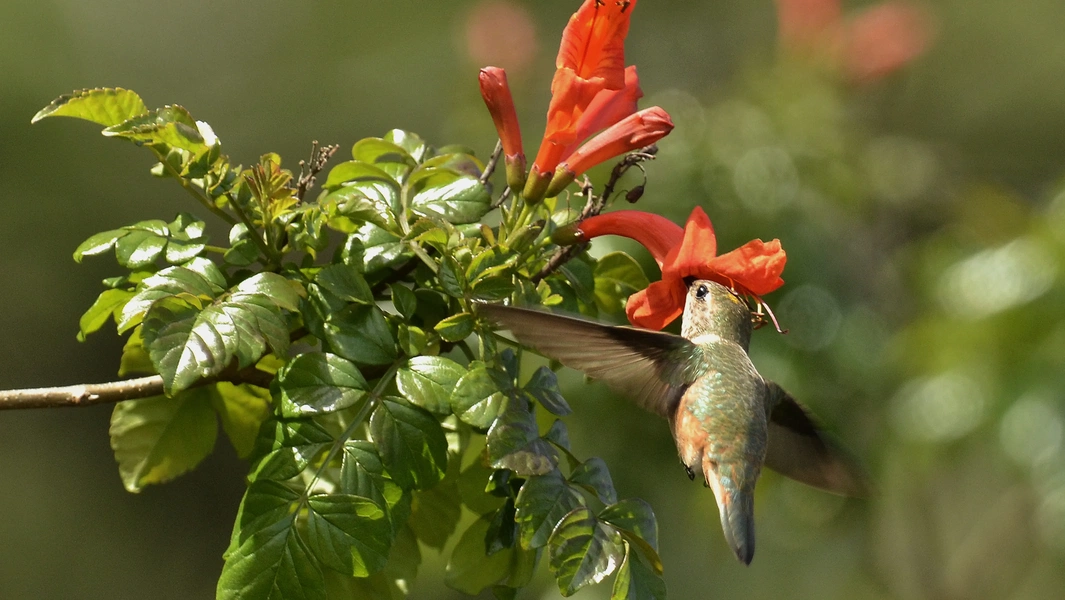 14 colorful plants that attract hummingbirds
