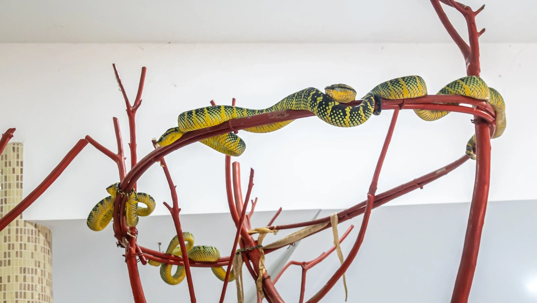 14 animals with lethal venoms and poisons