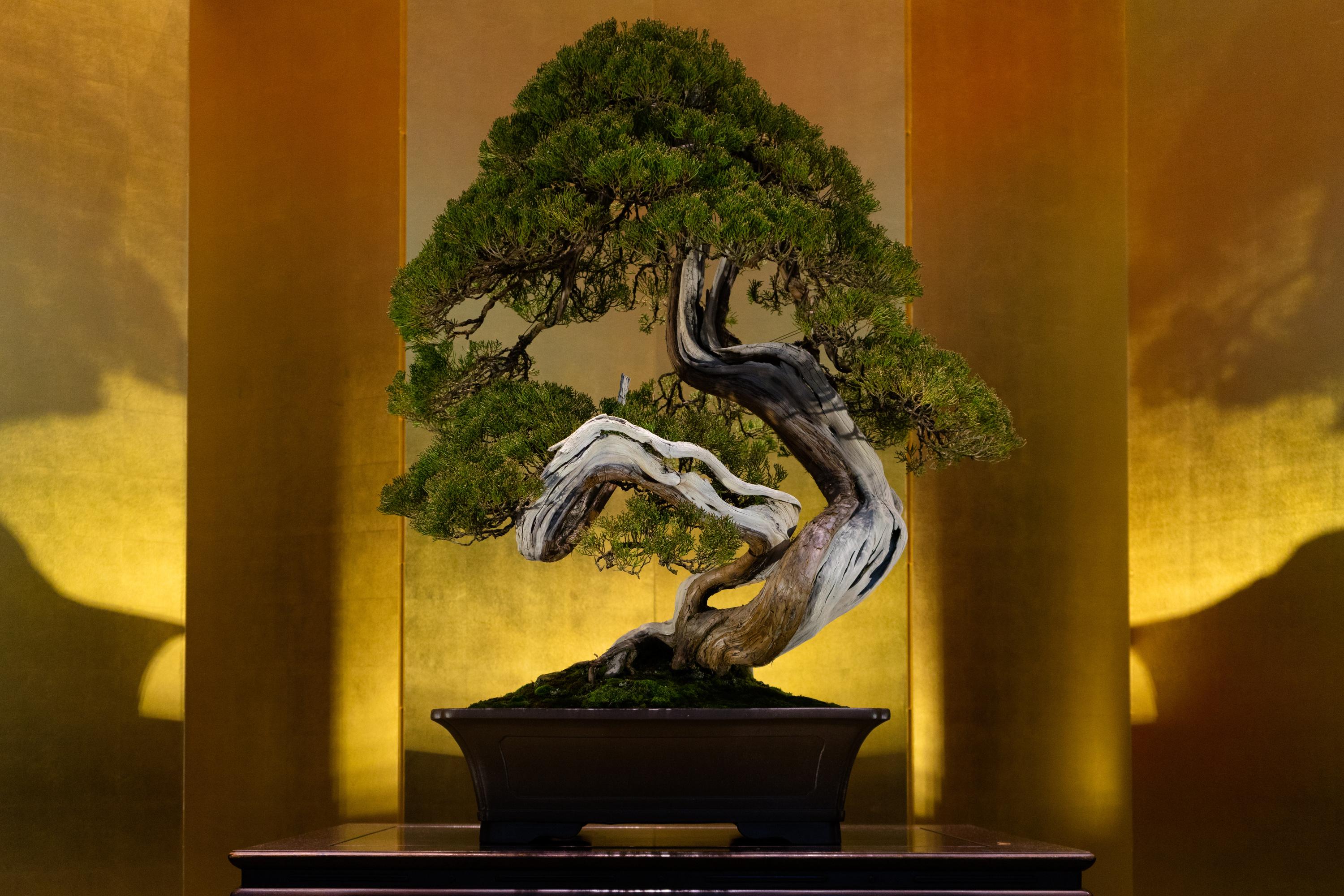 Art du bonsaï : 50 arbres d’exception vont être présentés en France ce ...
