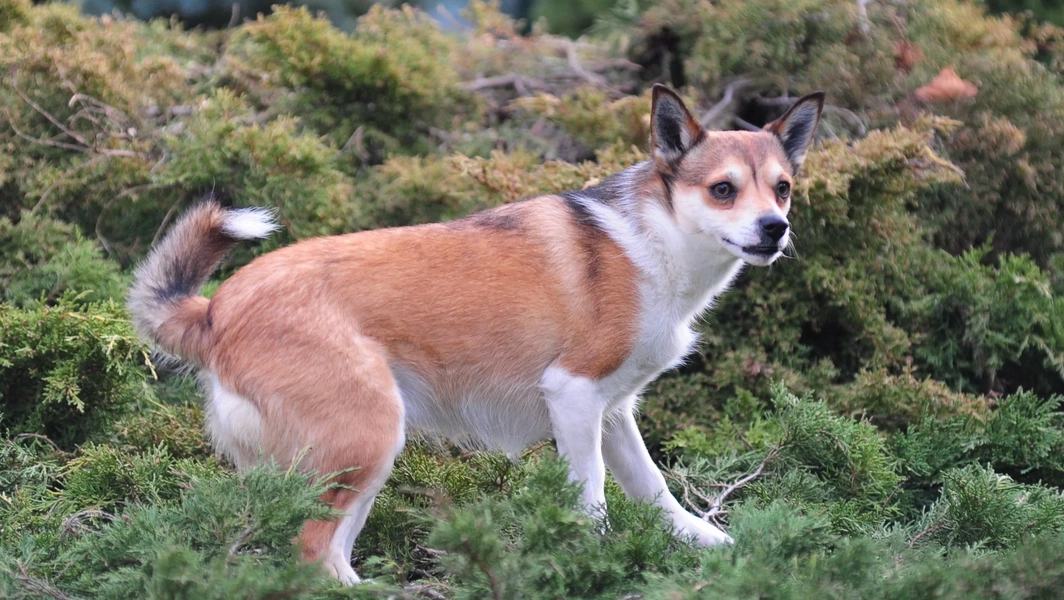 12 unique dog breeds with distinctive traits