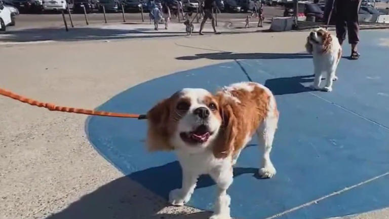 Dog beach visit sends San Diego pup to emergency hospital with meth ...