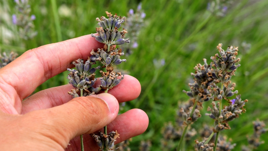 7 plants that naturally repel ticks