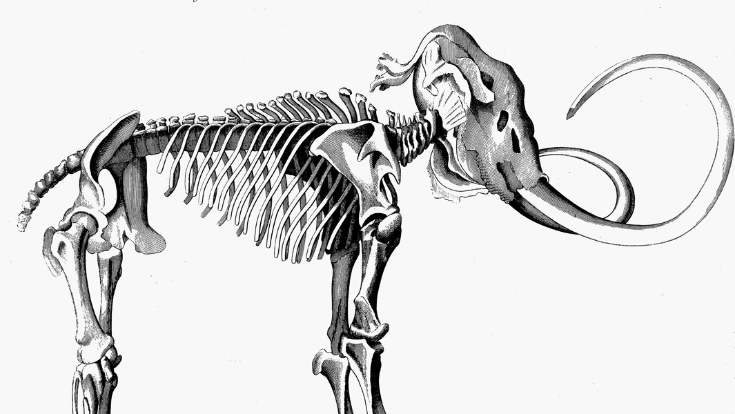 Genetic engineering and the woolly mammoth revival