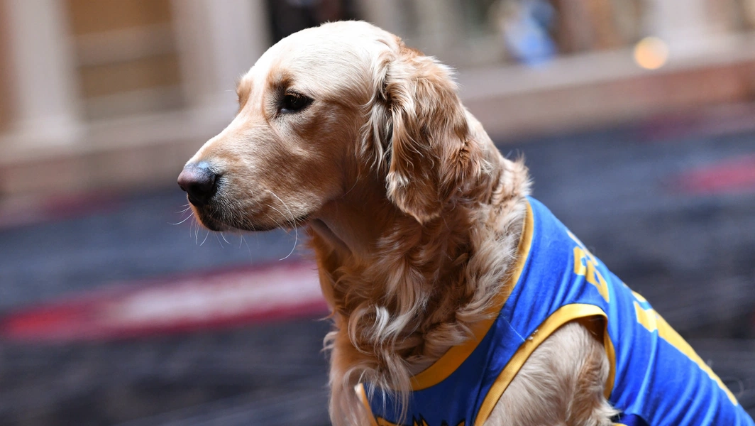 14 legendary animal actors in film and TV