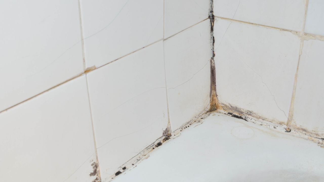 Why does mold keep coming back? It's got nothing to do with how I clean