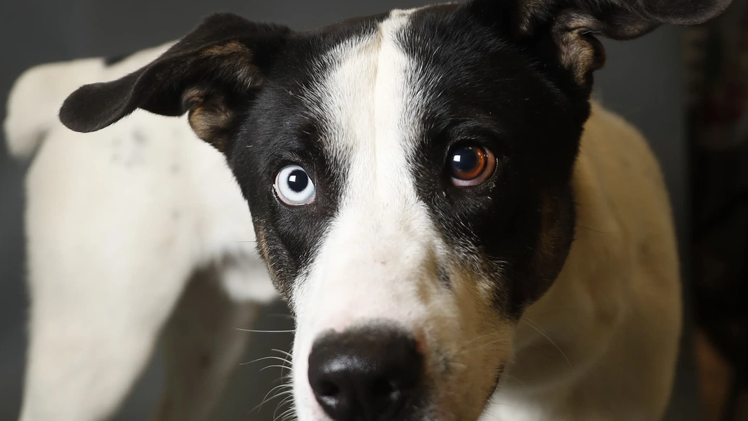 11 signs your dog may be afraid of you