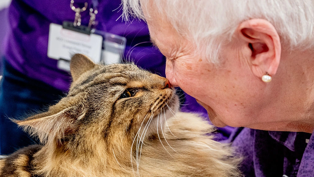 7 fascinating reasons behind cat behaviors