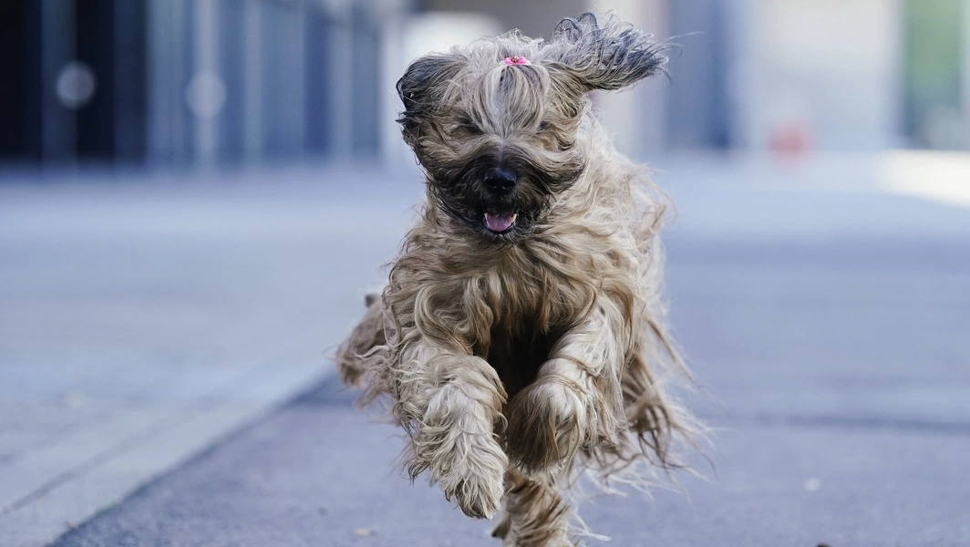 10 terriers and working dogs with playful home personalities