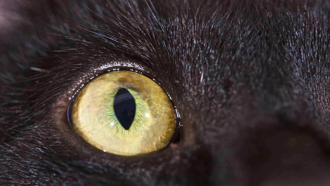 Why cats meow during the night