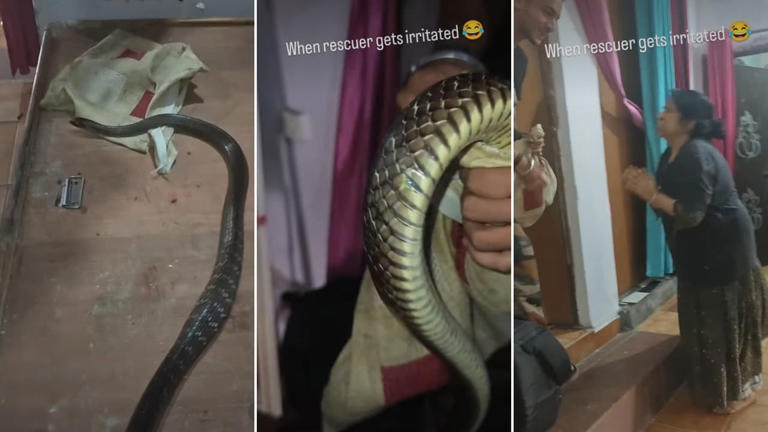 Woman's panic during snake rescue goes viral, rescuer's reaction sparks ...