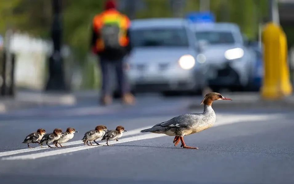How animals adapt to our presence and changes