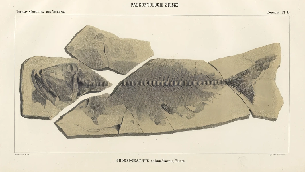 Fossil evidence reshapes fish hearing evolution