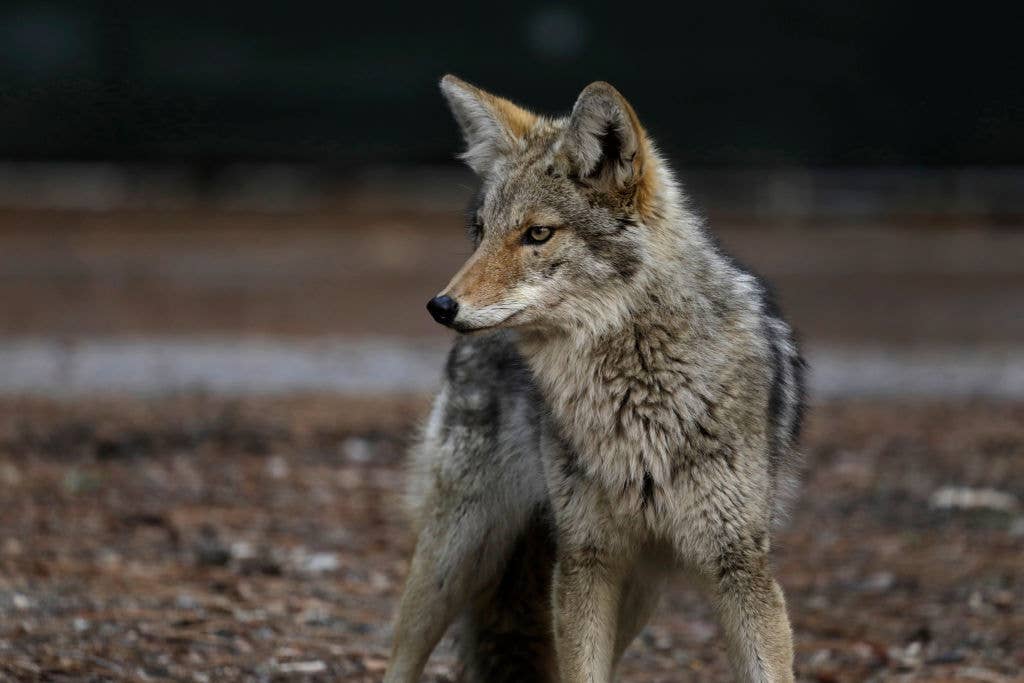 What it means when you hear coyotes howling near your home at night