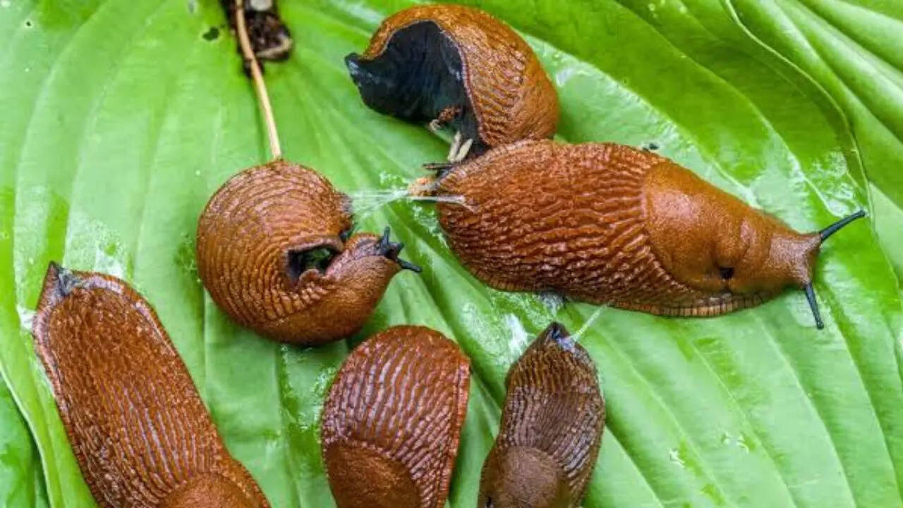 How to keep slugs away from your garden