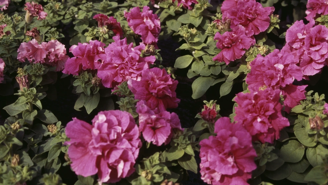 14 colorful plants that attract hummingbirds