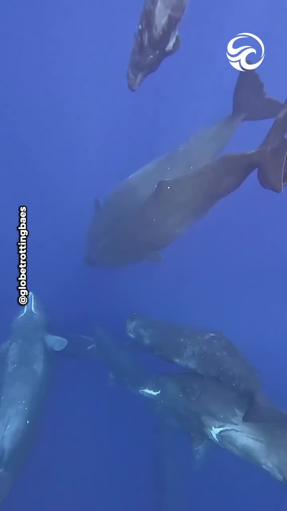 Underwater footage captures a remarkable gathering of whales