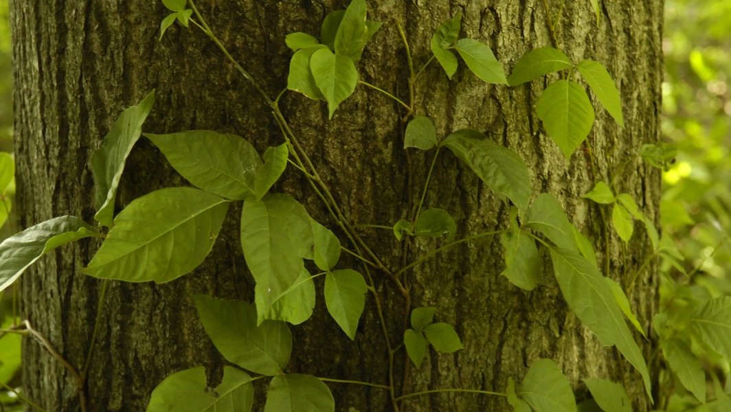 Identifying and avoiding poisonous plant lookalikes