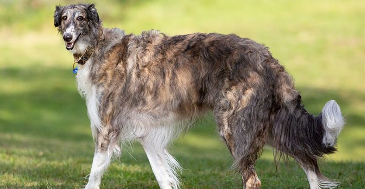 9 bold dog breeds that would follow you anywhere – plus 4 that answer ...