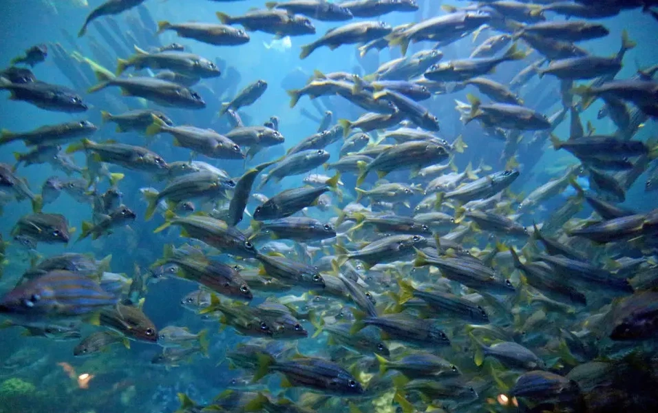 New England Aquarium raises most fish in-house to protect wild stocks