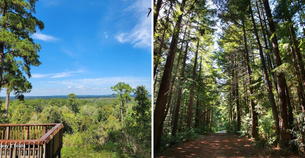 A Texas forest area with tall pines and quiet trails is perfect for hiking
