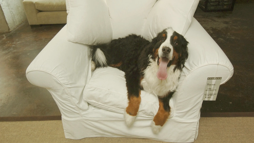 5 adorable and unusual dog sleeping positions