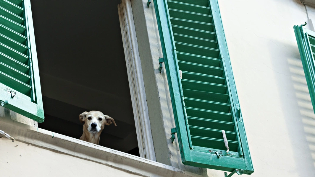 4 stories of shelter dogs finding hope