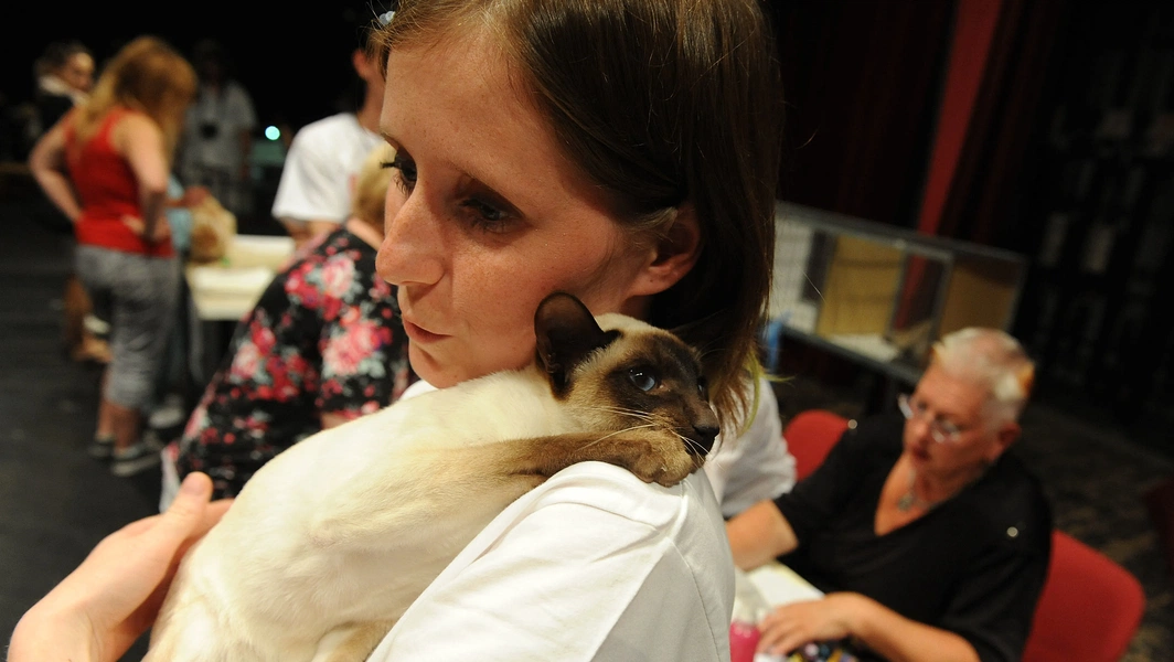 How cats choose and show their favorite human