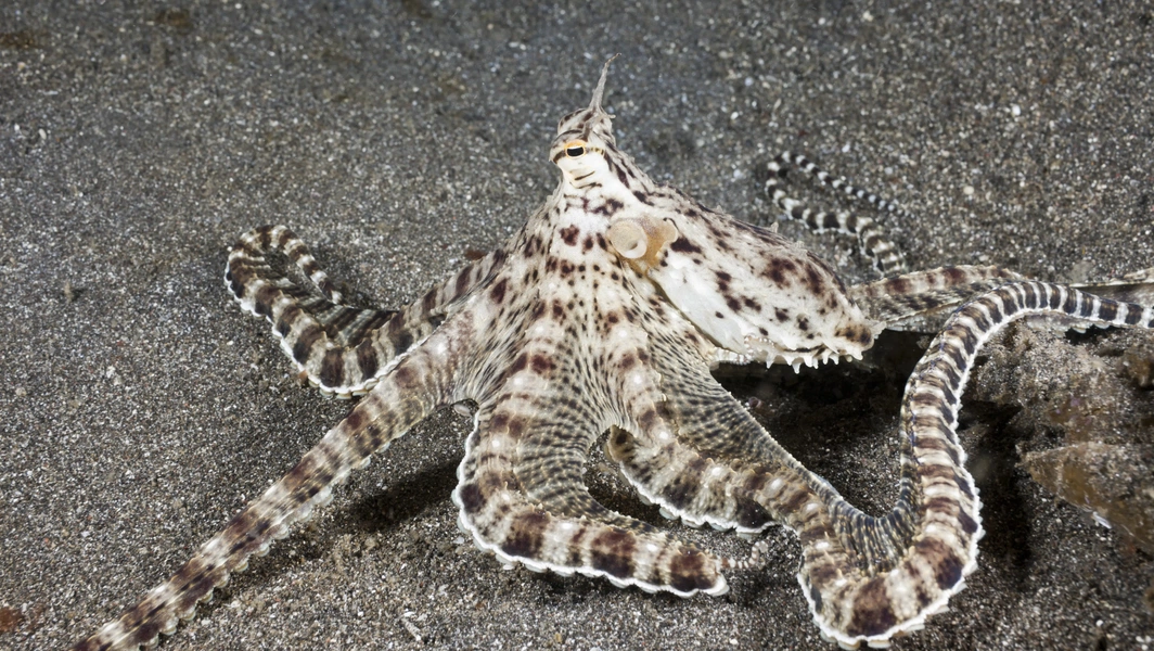 15 extraordinary animal survival adaptations