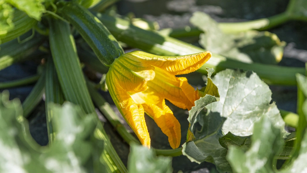 Courgettes généreuses tout l’été grâce à ces gestes simples