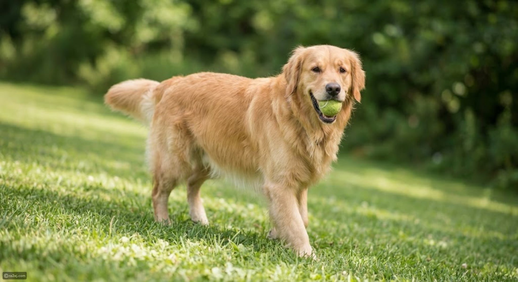10 gentle dog breeds that are least likely to show aggression