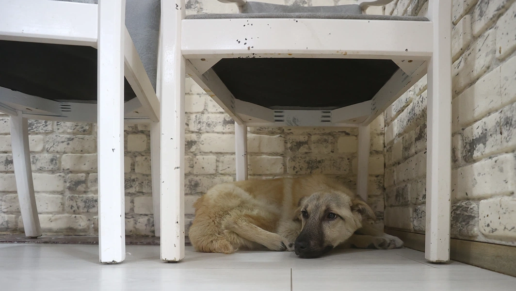 Recognizing signs of stress in dogs