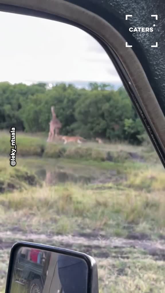 Wildlife camera captures tense standoff between lions and giraffe