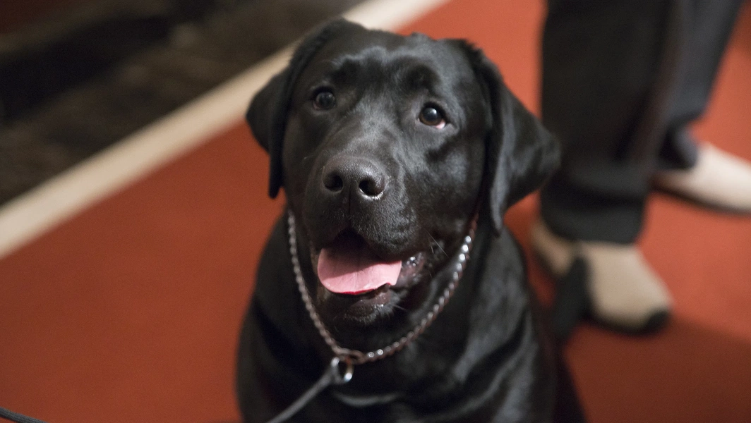 6 remarkable Labrador retrievers in history
