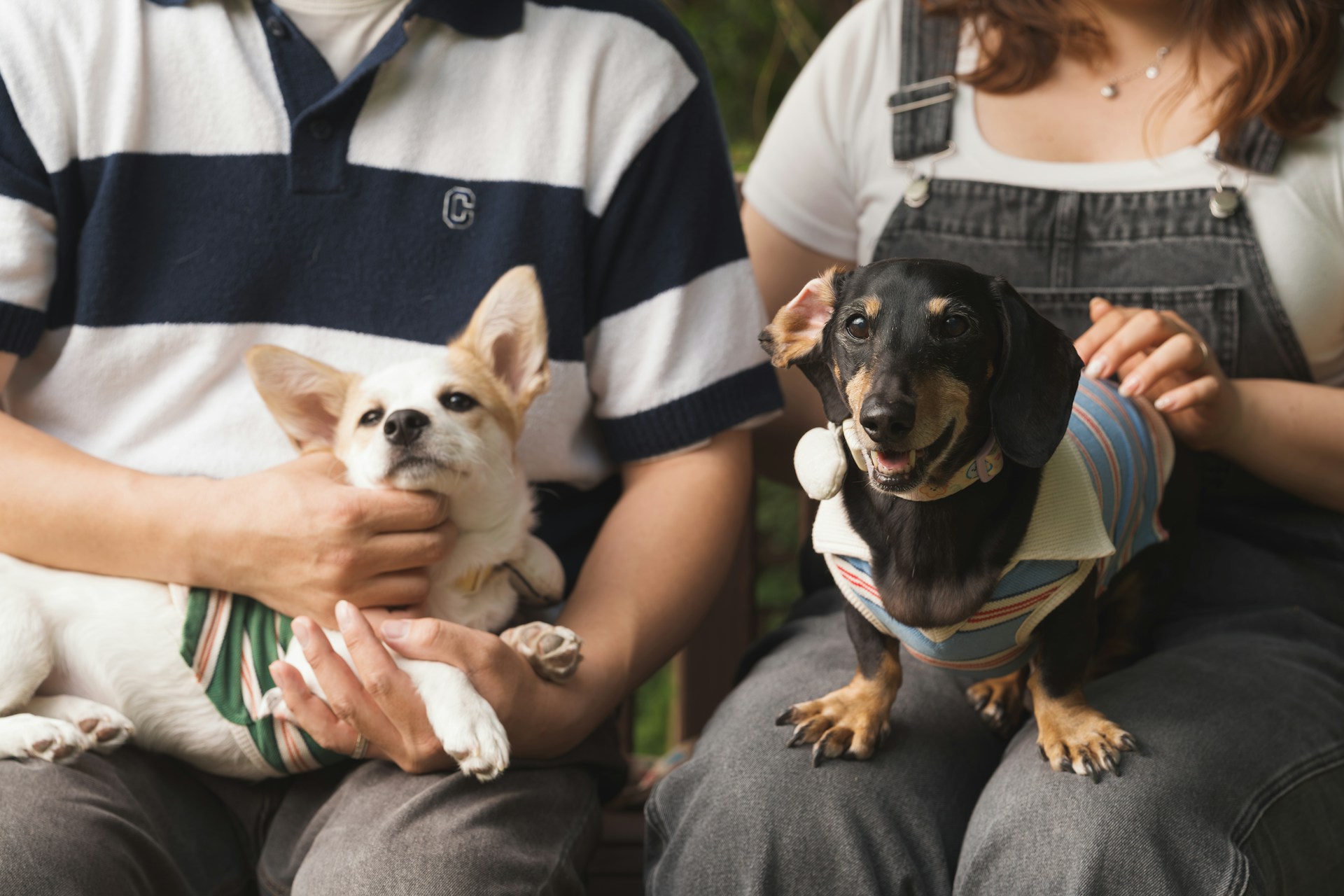 I’ll say it: Breeding purebred dogs while shelters are full is indefensible