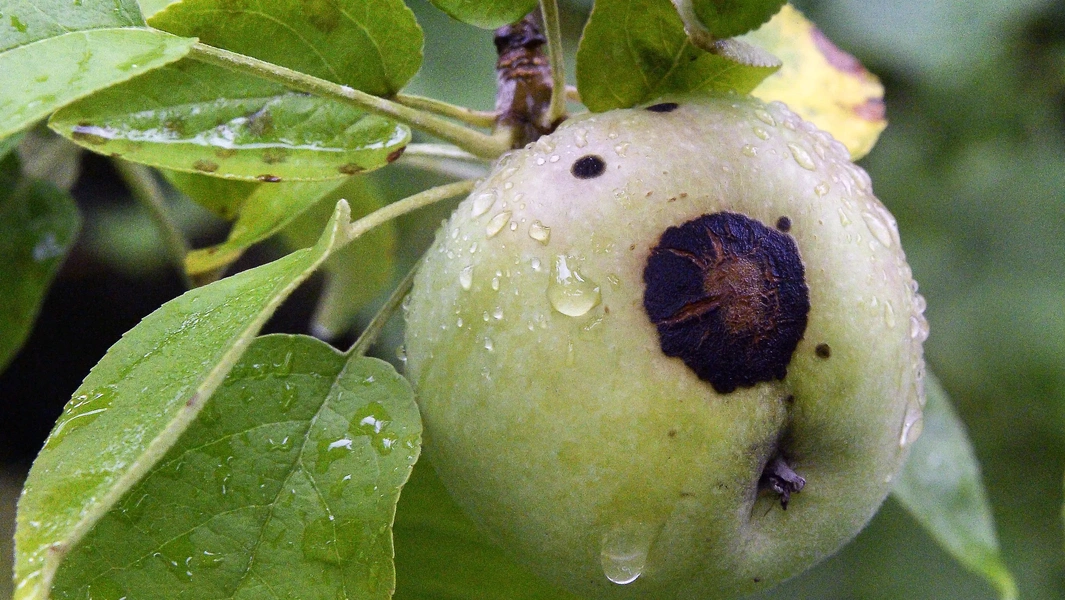 10 fruit trees that can cause problems in yards