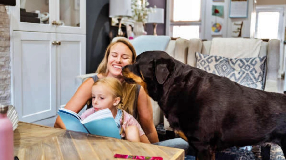 The 12 most protective dog breeds: Experts say they're the most ...