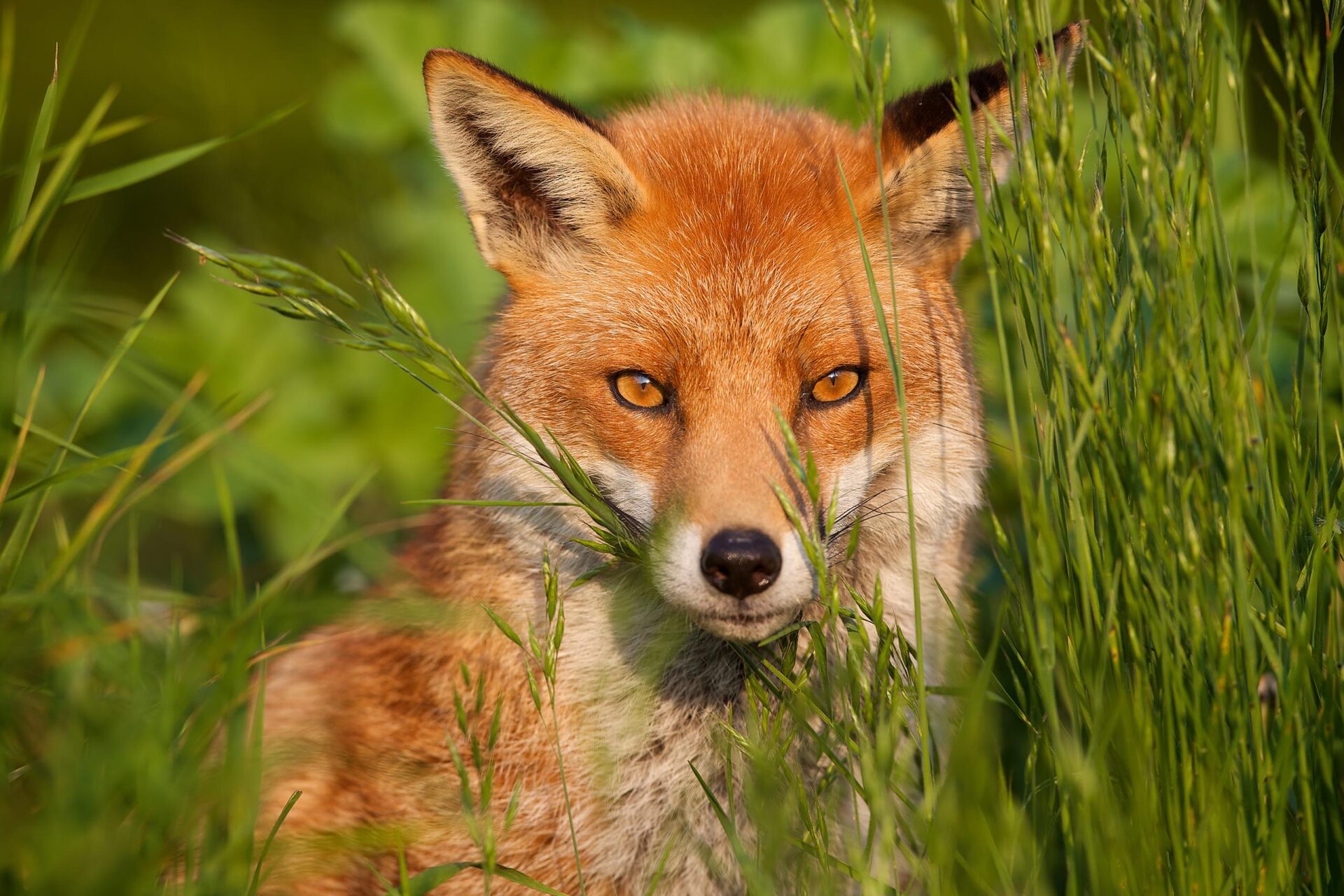 Las libras esterlinas cambian a sus personajes ilustres por animales