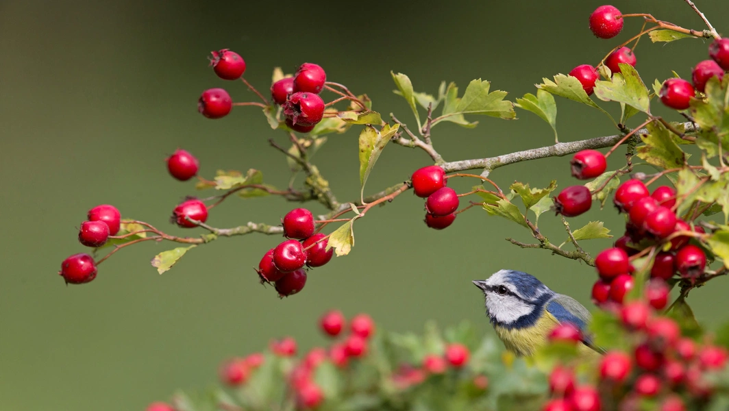 14 shrubs that nourish and shelter birds