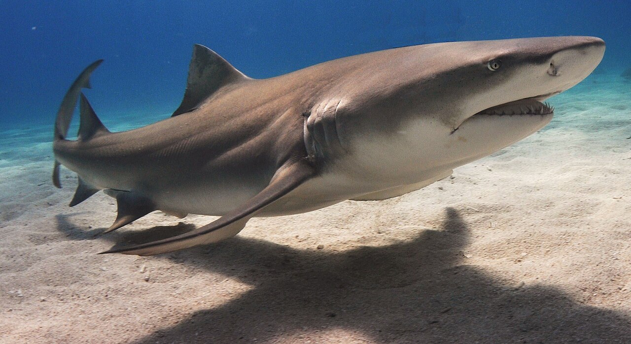 Une nageuse mordue par un requin grièvement blessée sur l’une des ...