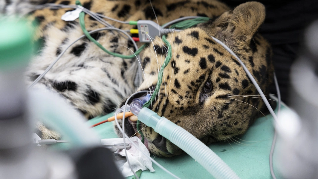 12 critically endangered animals and their struggle for survival