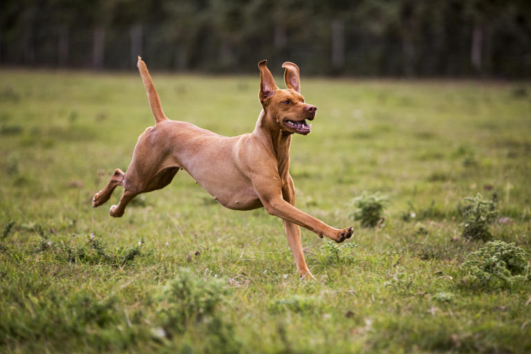 Faster than Usain Bolt: these are the 10 fastest dog breeds on the planet